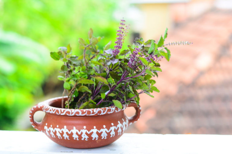 Tulsi Benefits | 15 Health & Beauty Benefits of Tulsi ( Holy Basil)